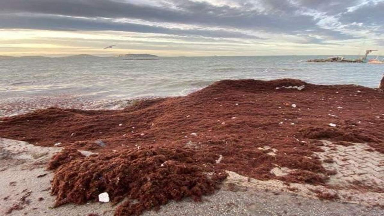 Kadıköy Caddebostan sahilini yine kırmızı renkli yosunlar kapladı