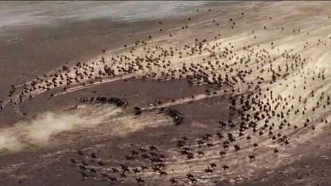 Turan taktiği (Kurt kapanı) nedir, nasıl yapılır? Turan taktiğini ilk ...