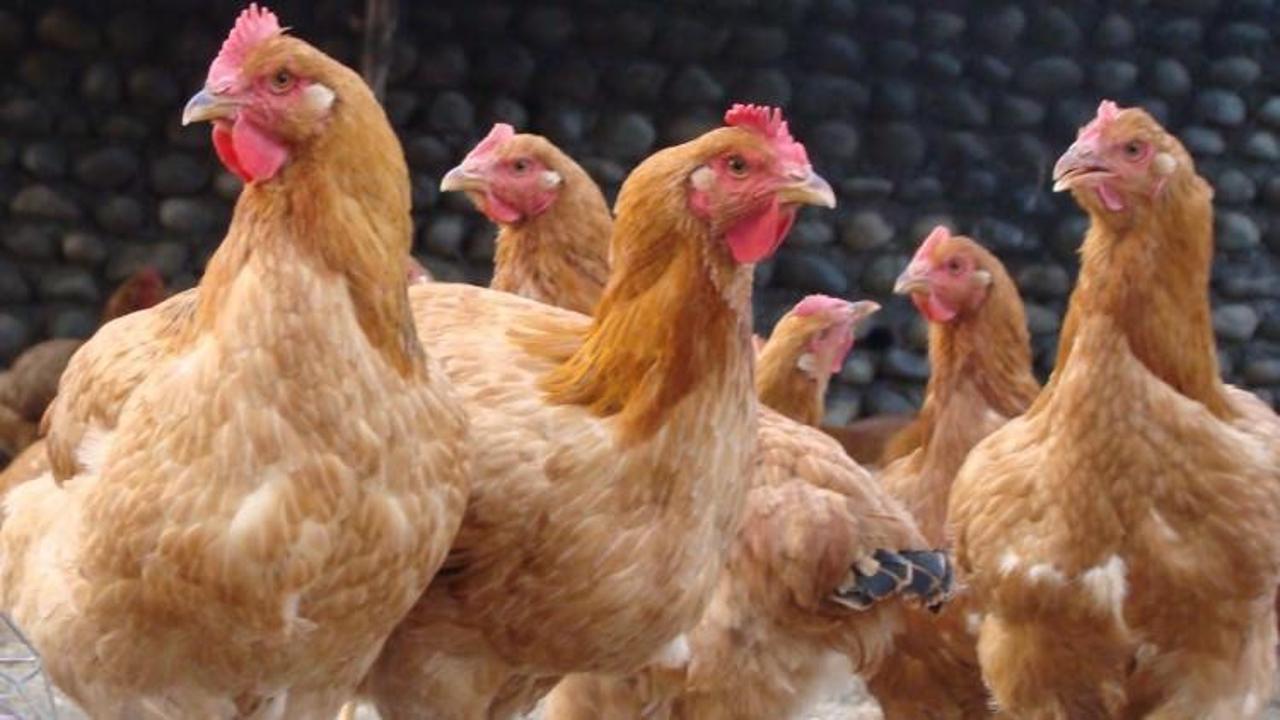 Beyaz et devi Mudurnu Piliç kapandı - Ekonomi Haberleri Şirketler