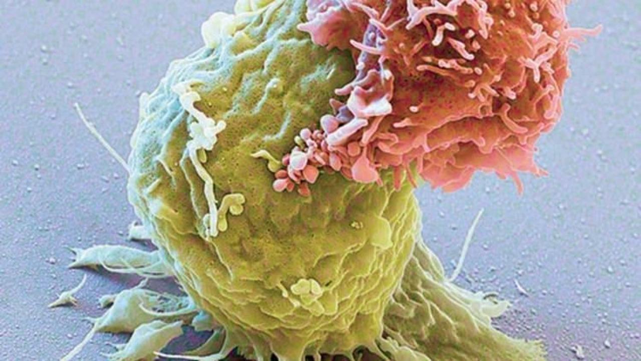 Kanser tedavisinde immünoterapi - Haber 7 SAĞLIK