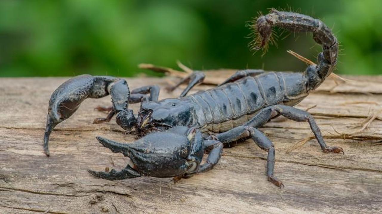 Rüyada akrep görmek ne anlama gelir? Rüya akrep görmenin tabiri - Haber ...