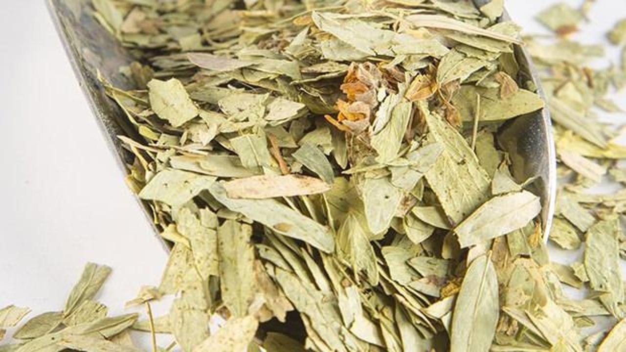 Sinameki faydaları nelerdir? Sinameki çayı zayıflatır mı? - Haber 7 SAĞLIK