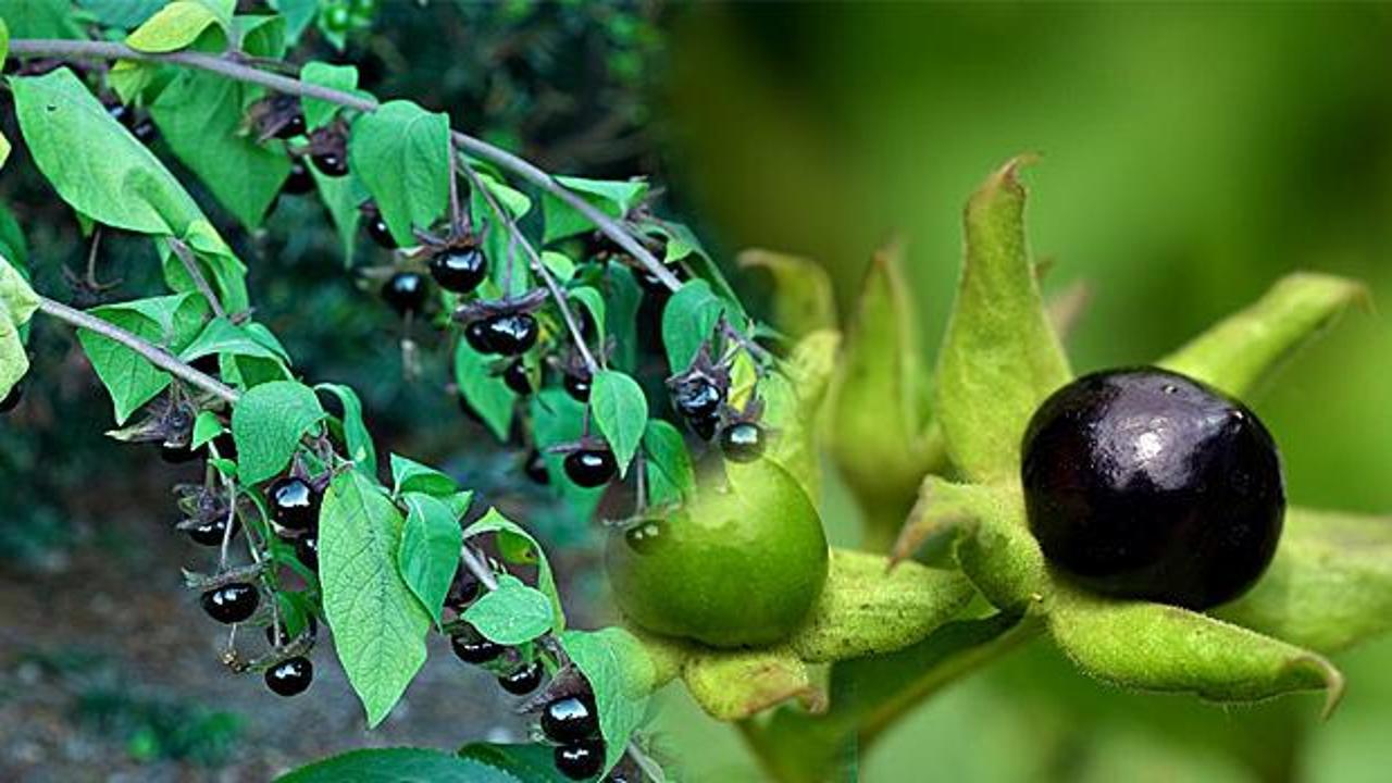 Güzel avrat otu nedir (zehirli mi) Bu otu tüketenler büyük risk altında ...