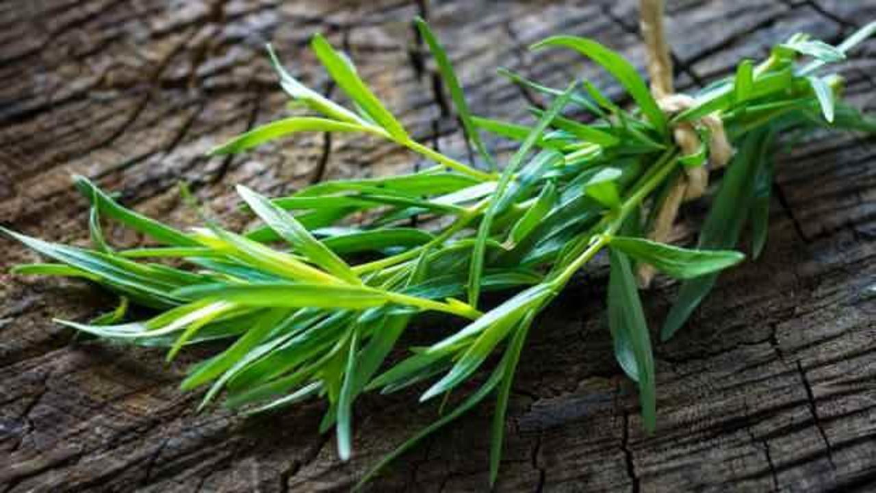 Tarhun otu faydaları nelerdir, hangi hastalıklara iyi gelir? Tarhun otu ...