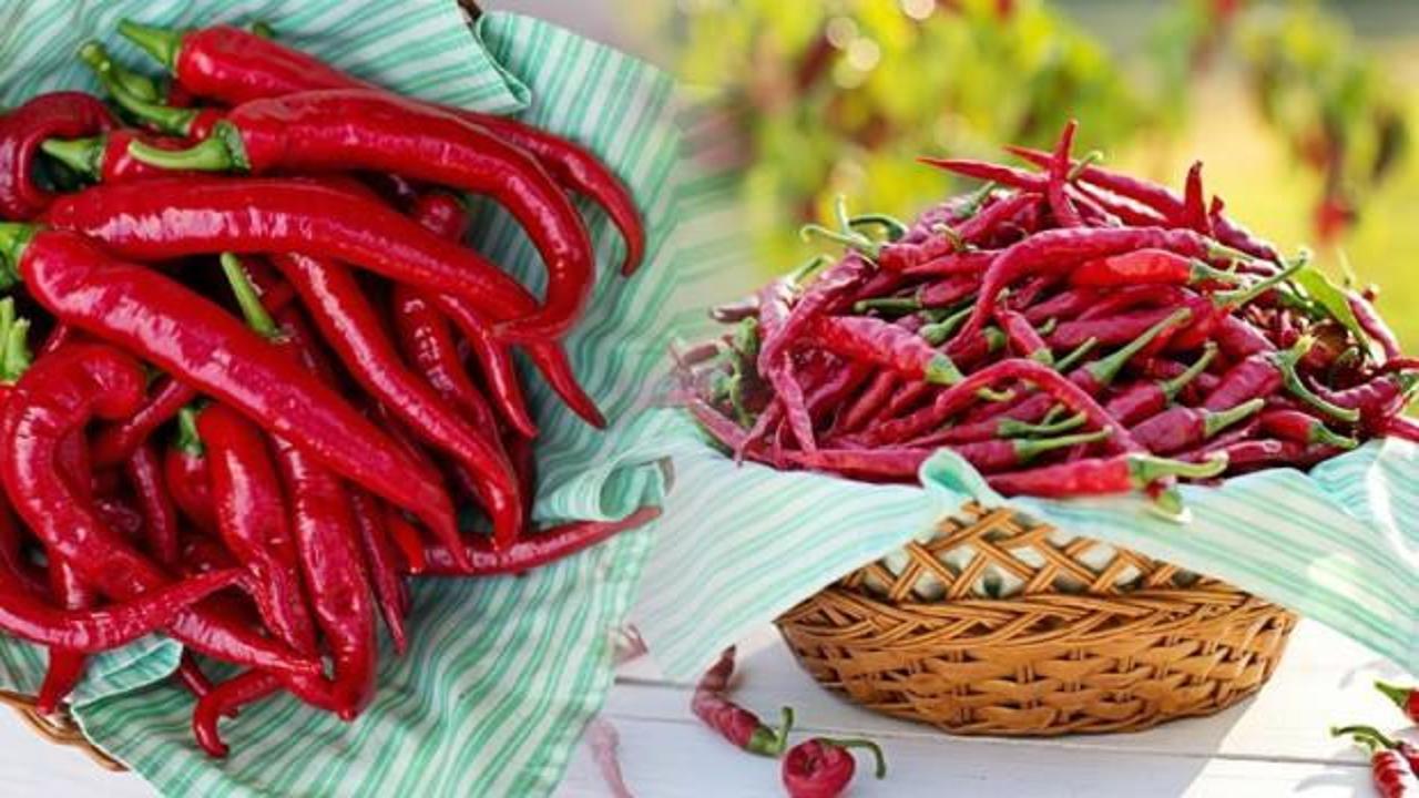 Acı biberin faydaları nelerdir? Acı biber daha sağlıklı bir yaşam ...