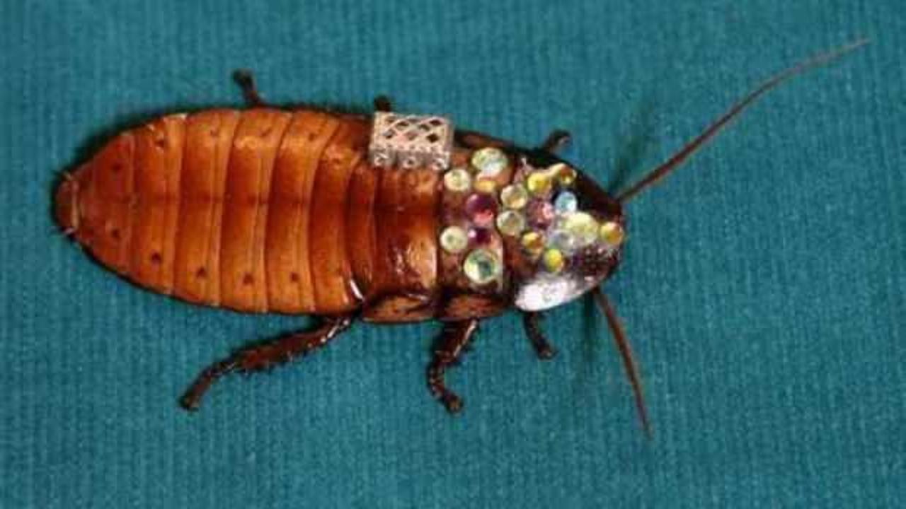 Arama-kurtarma görevlerinde hamam böceği kullanılacak - Haber 7 TEKNOLOJİ