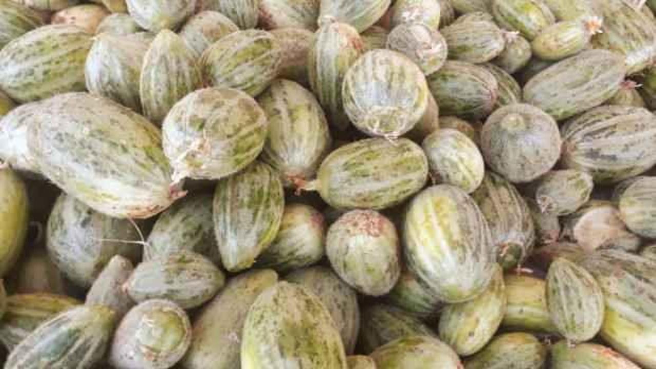 Şanlıurfa’da yetiştirilen Şelengo tescillendi - Ekonomi Haberleri EKONOMİ