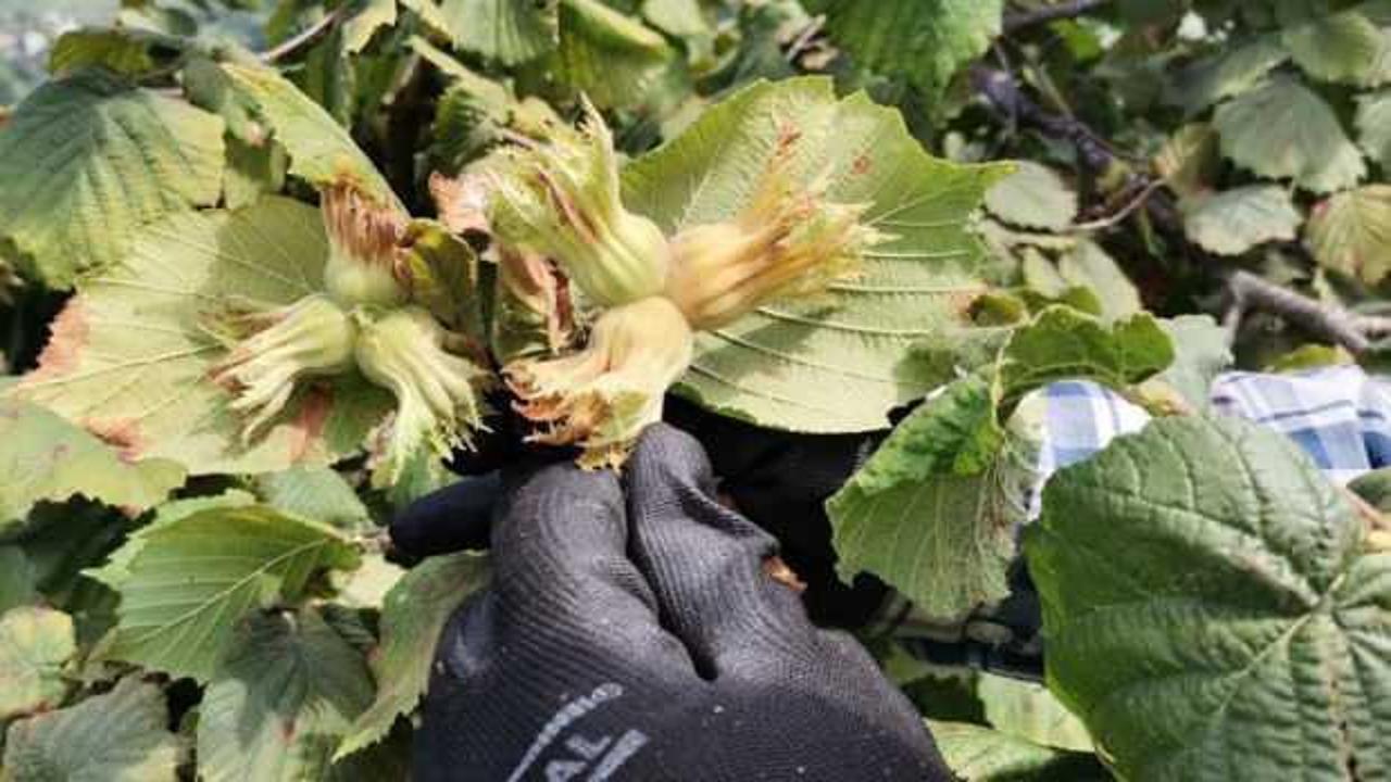 Karadeniz’de fındık hasadı başladı - Ekonomi Haberleri EKONOMİ