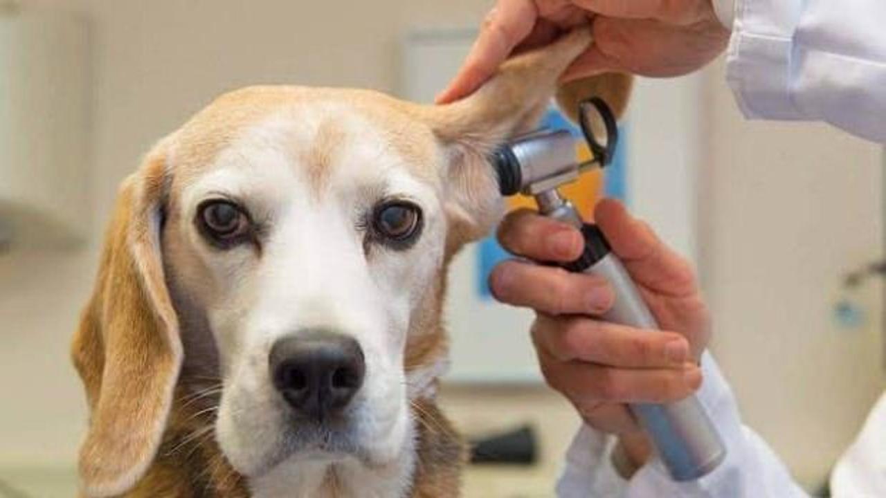 Veterinerlik bölümünün eğitim süresi kaç yıldır? Veterinerlik mezunu ne ...