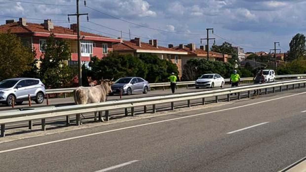 Kesime götürülen inek Keşan'ı birbirine kattı - Haber 7 GÜNCEL