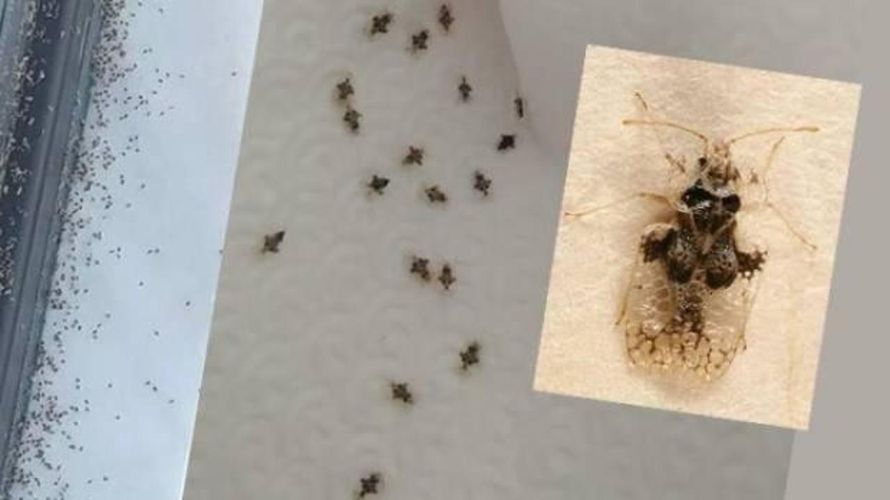 İstanbul'da 'dantel böceği' istilası! İnsan vücuduna yapışıyor - Haber ...