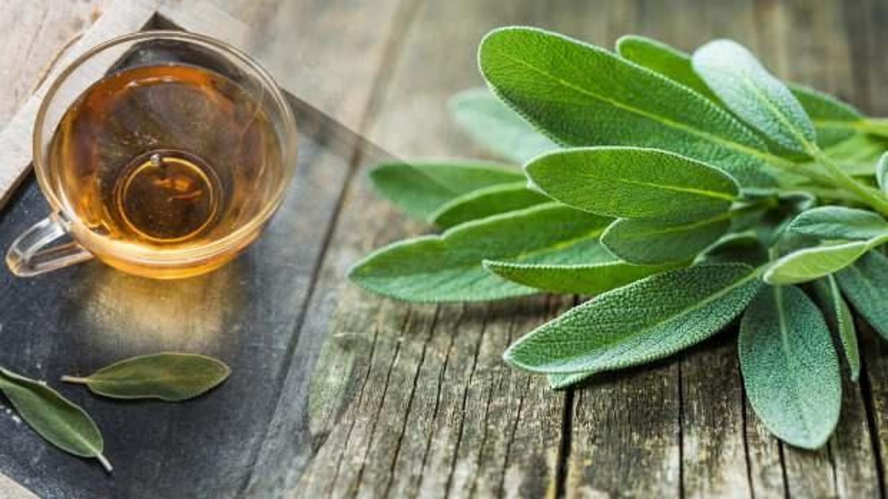 Ada çayı faydaları nelerdir? Zayıflamak için ada çayı nasıl kullanılır ...