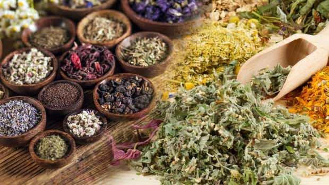 Şifalı bitkiler nedir ve nasıl kullanılır? Her derde deva şifalı ...