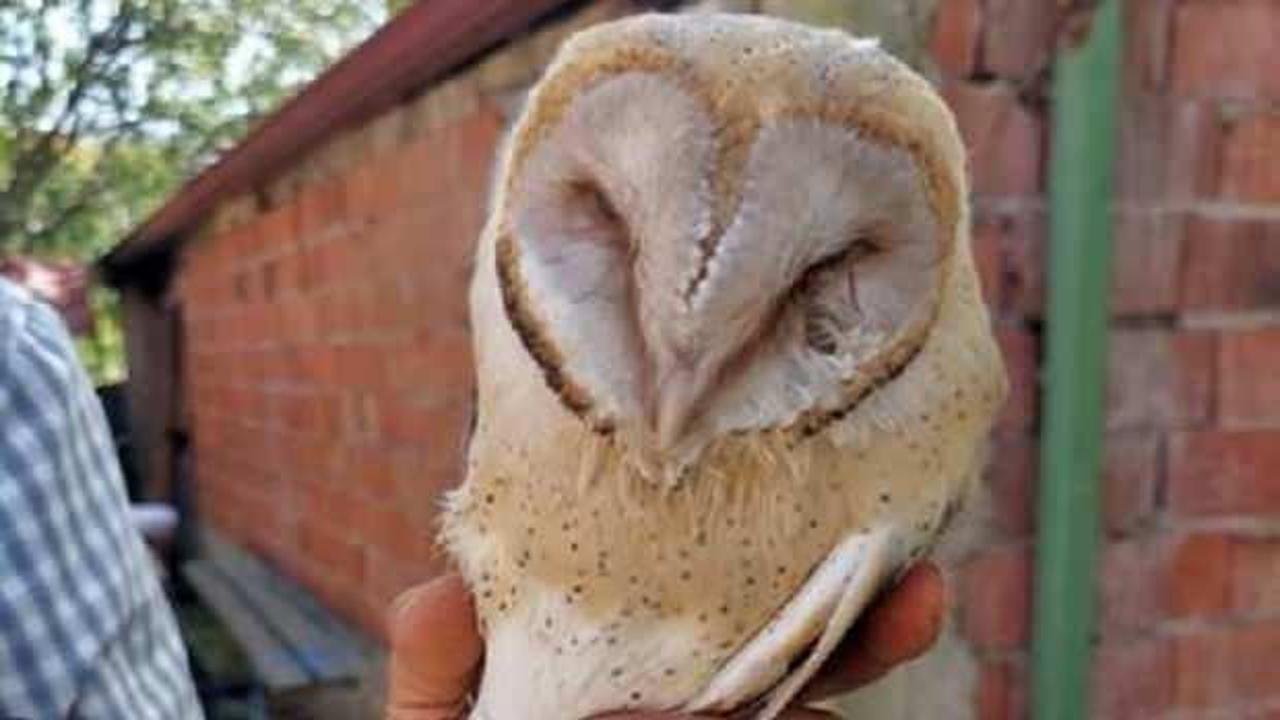 Yaralı bulunan peçeli baykuş, Ormanya'da tedaviye alındı - Haber 7 YAŞAM