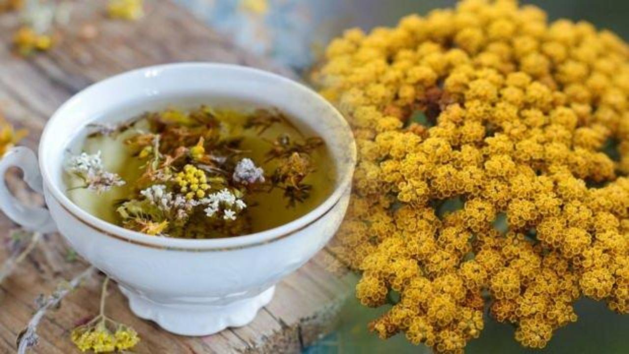 Civan perçemi faydaları nelerdir? Kurutulmuş civan perçemi çayı nasıl ...