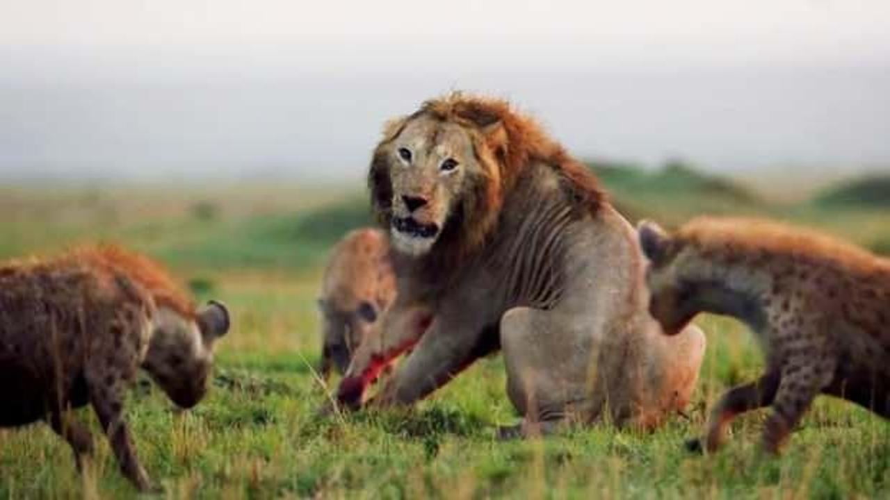 Aslanlar, terör örgütü militanlarını yedi - Haber 7 DÜNYA