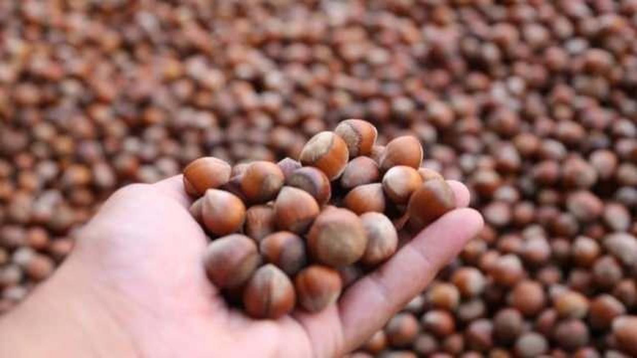 Türkiye, fındık ihracat 314,9 milyon dolar kazandı - Ekonomi Haberleri ...