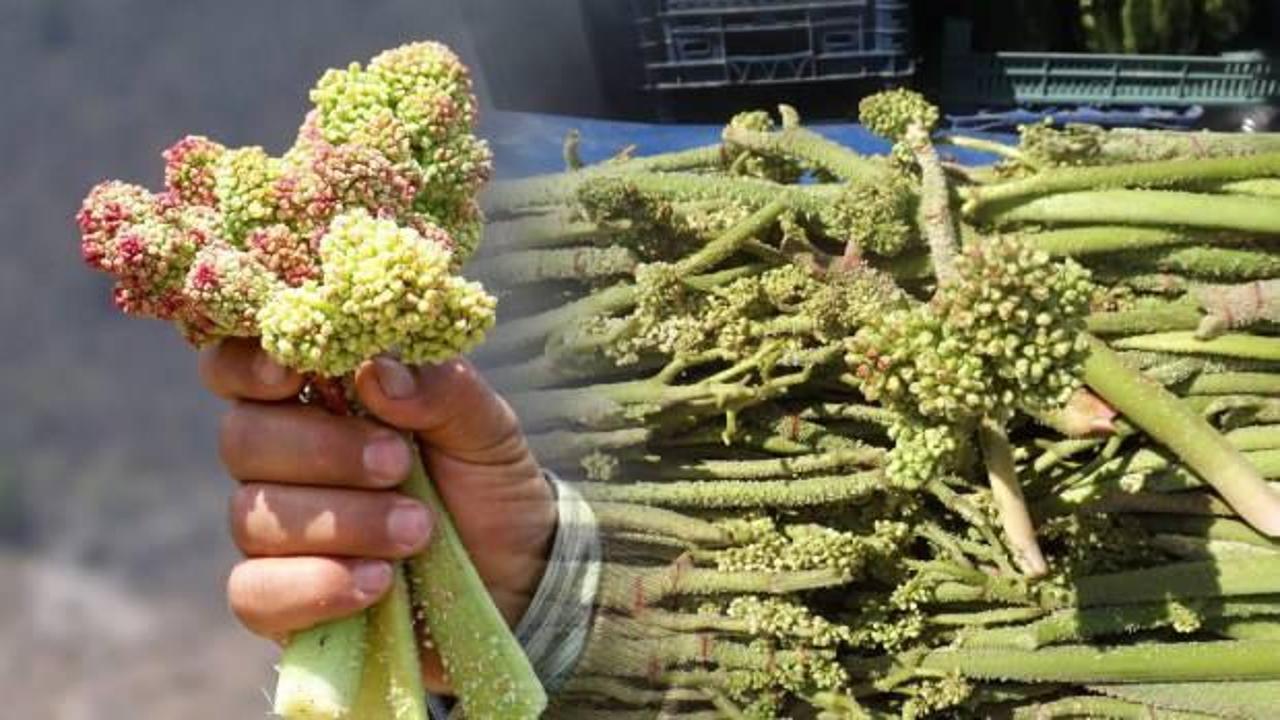 Işkın otu faydaları nelerdir? Işgın otu kanserden korur mu? - Haber 7 ...