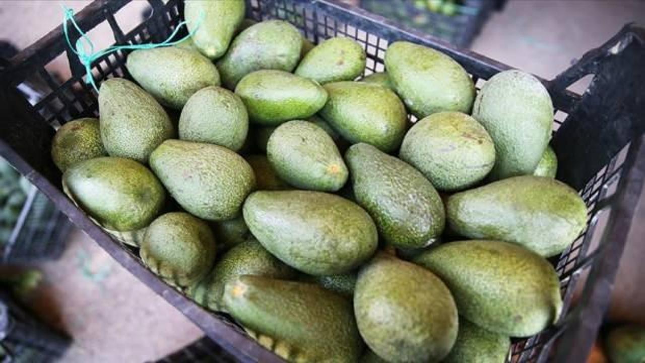 Avokado üretimi 80 milyona ulaştı - Ekonomi Haberleri EKONOMİ
