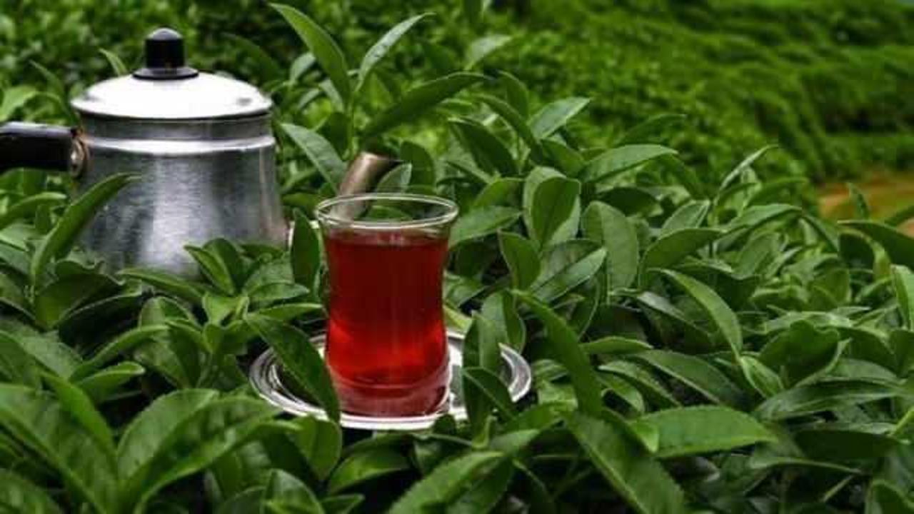 Türk çayı pazar payının artırılması hedefleniyor - Ekonomi Haberleri ...