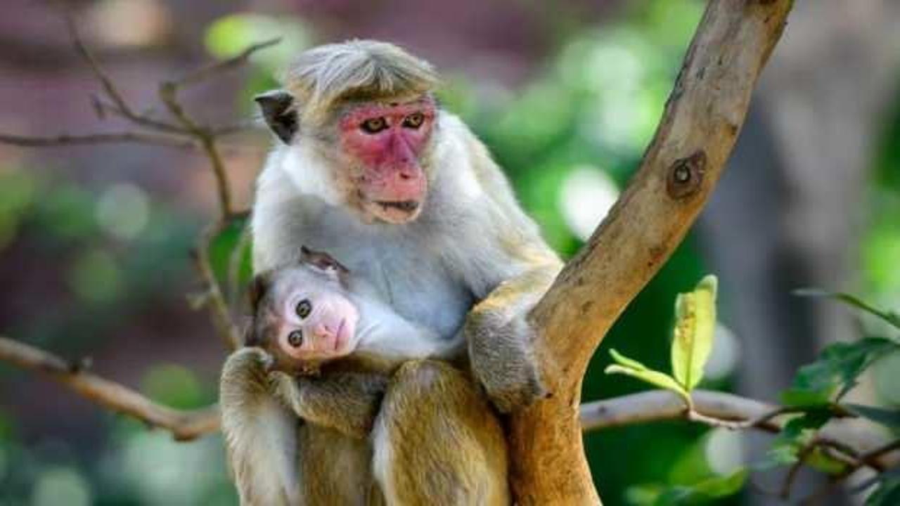 Sri Lanka 100 bin makak maymununu Çin'e satacak - Haber 7 DÜNYA