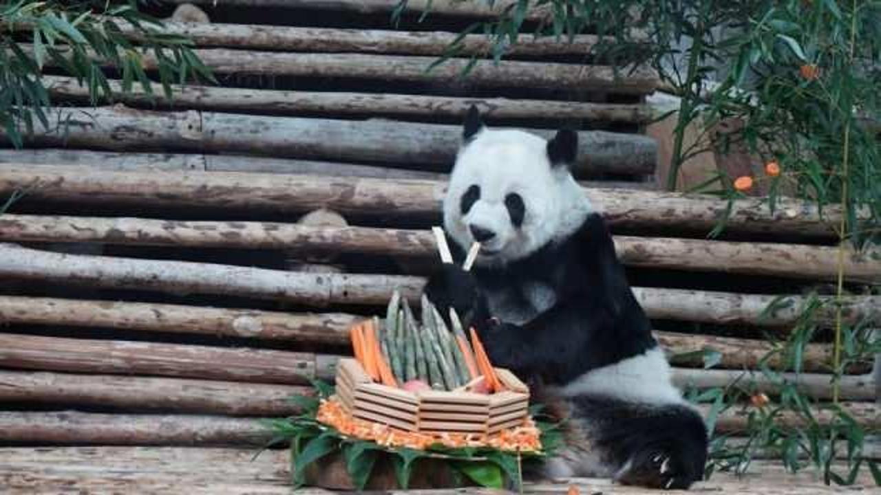 Tayland'da dev panda Lin Hui 21 yaşında hayatını kaybetti - Haber 7 DÜNYA