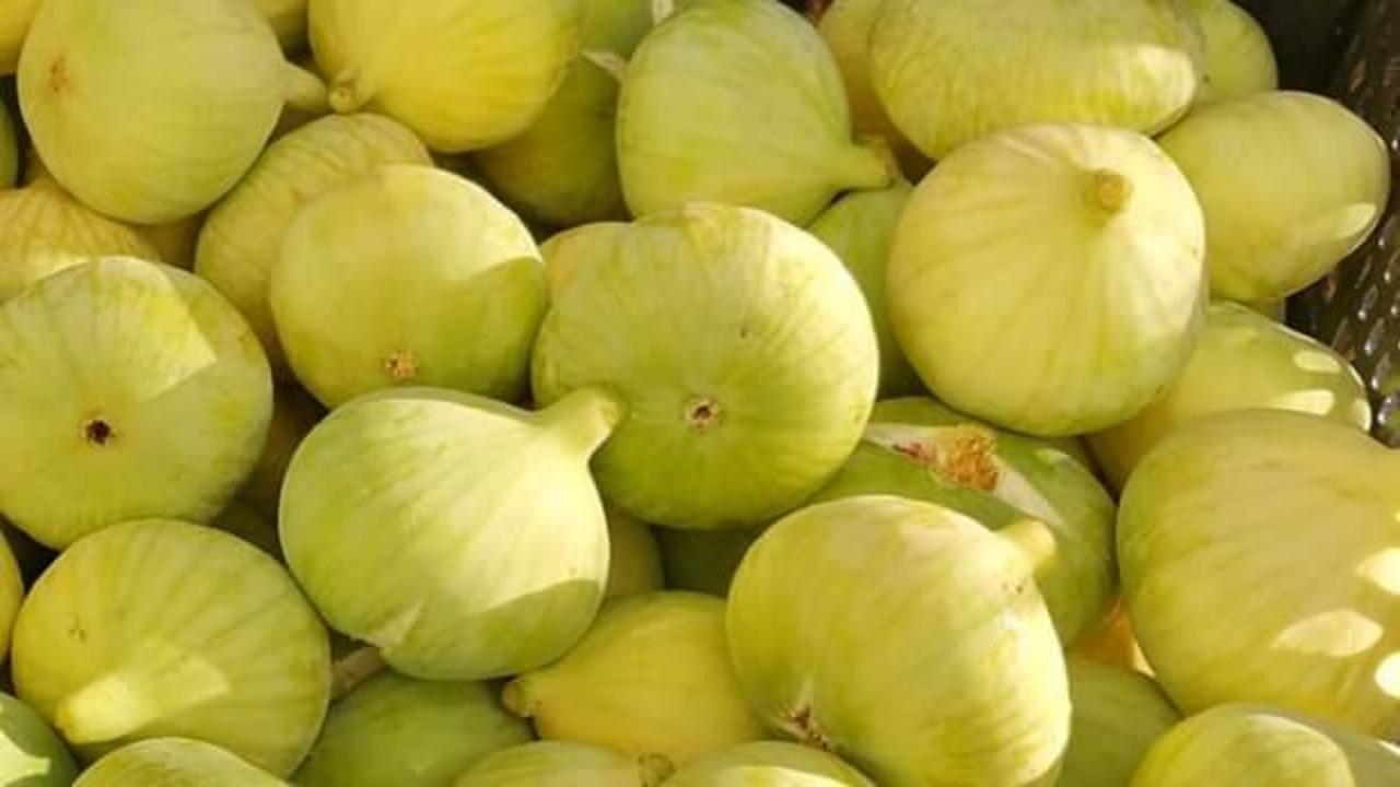 Mersin'de beyaz incir bu yıl altın yılını yaşıyor - Ekonomi Haberleri ...