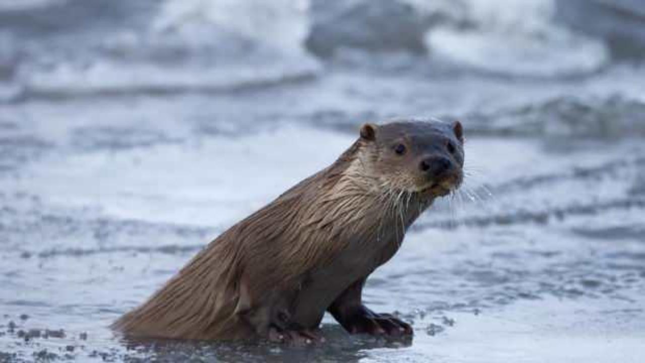 Ardahan'da nesli tükenmekte olan su samuru görüntülendi - Haber 7 GÜNCEL