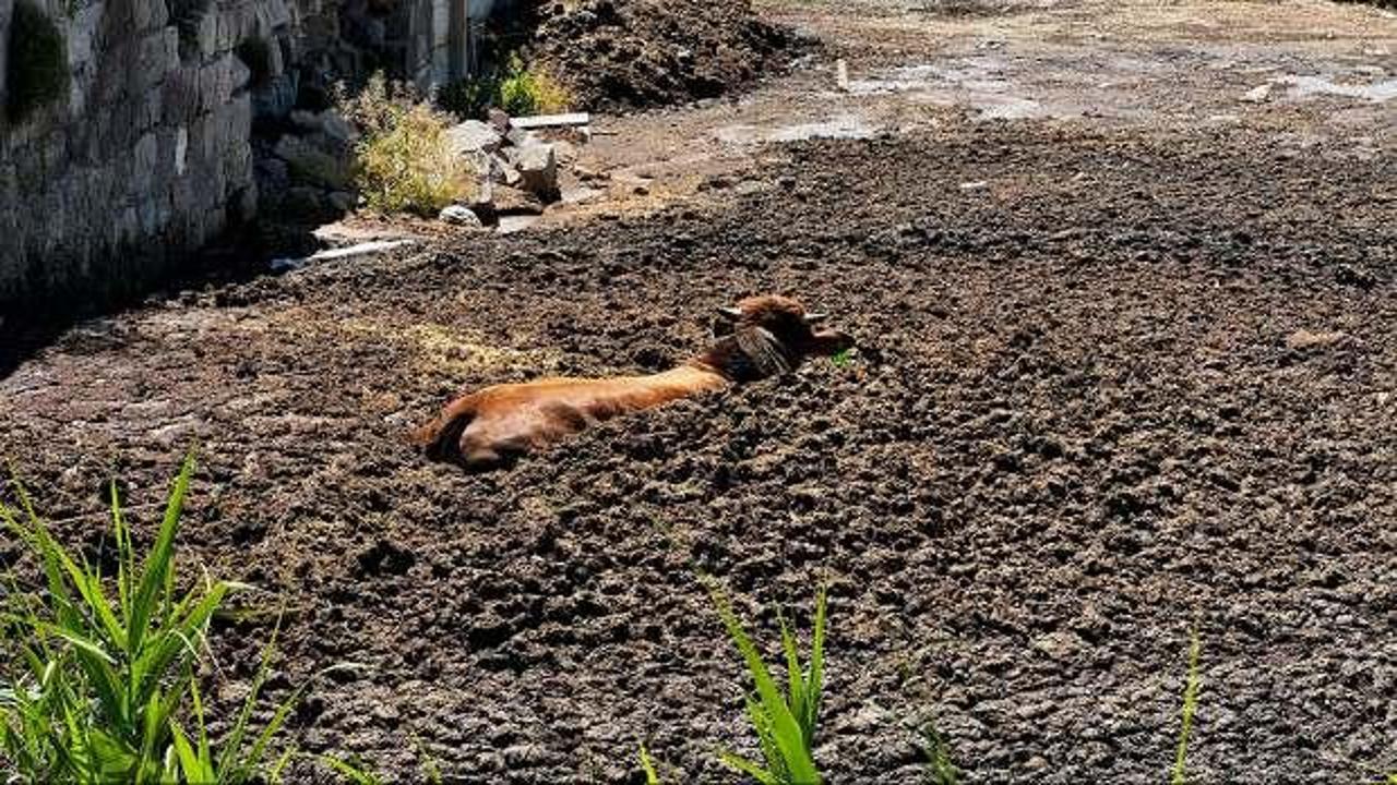 Kayseri'de kesim sırasında kaçan boğa, hayvan gübresi çukuruna düştü ...