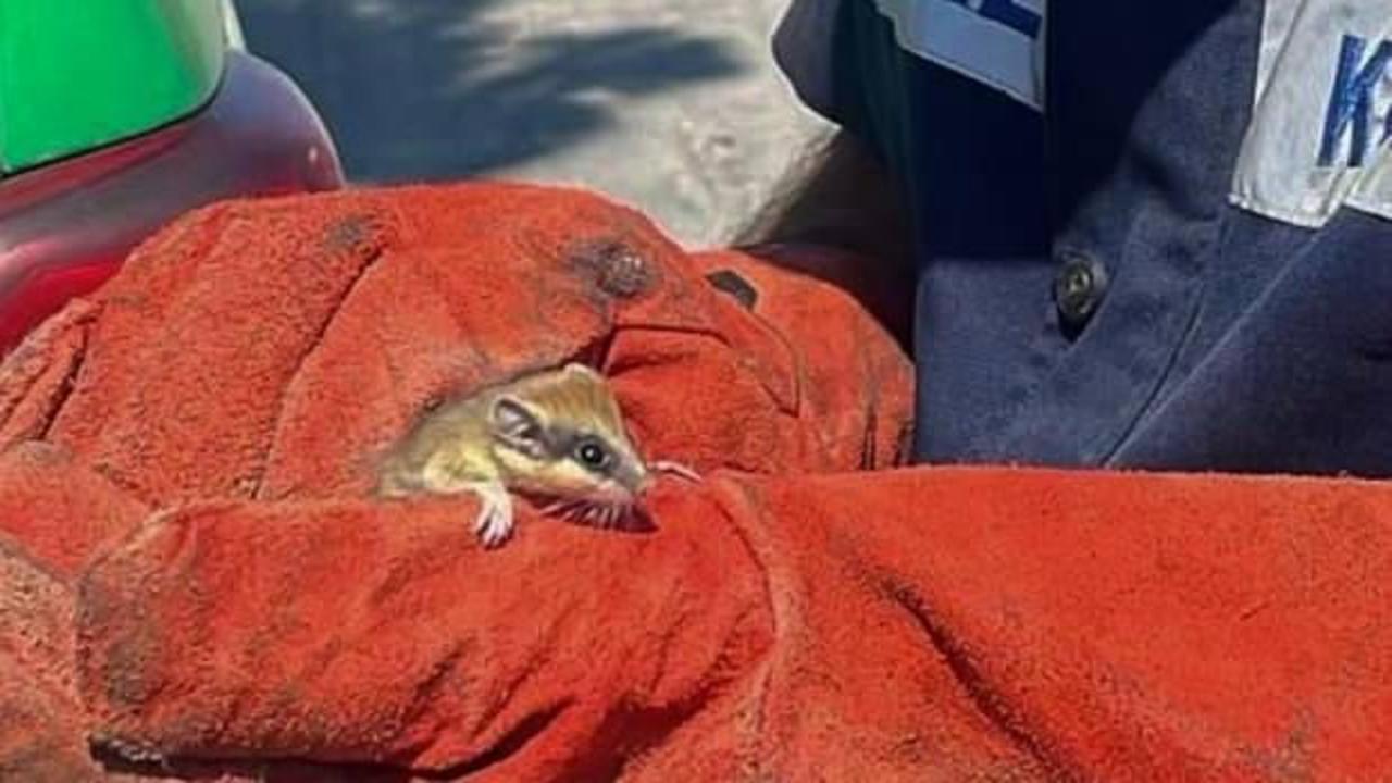 Edirne'de nesli tehlike altındaki yediuyur doğaya bırakıldı - Haber 7 ...