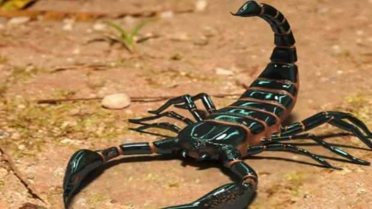 Türkiye'den dünyaya akrep zehri üretimi - Ekonomi Haberleri EKONOMİ