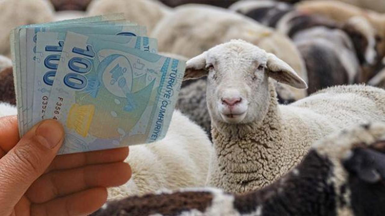 Küçükbaş hayvan desteği ne zaman verilecek? Takvim açıklandı! - Ekonomi ...