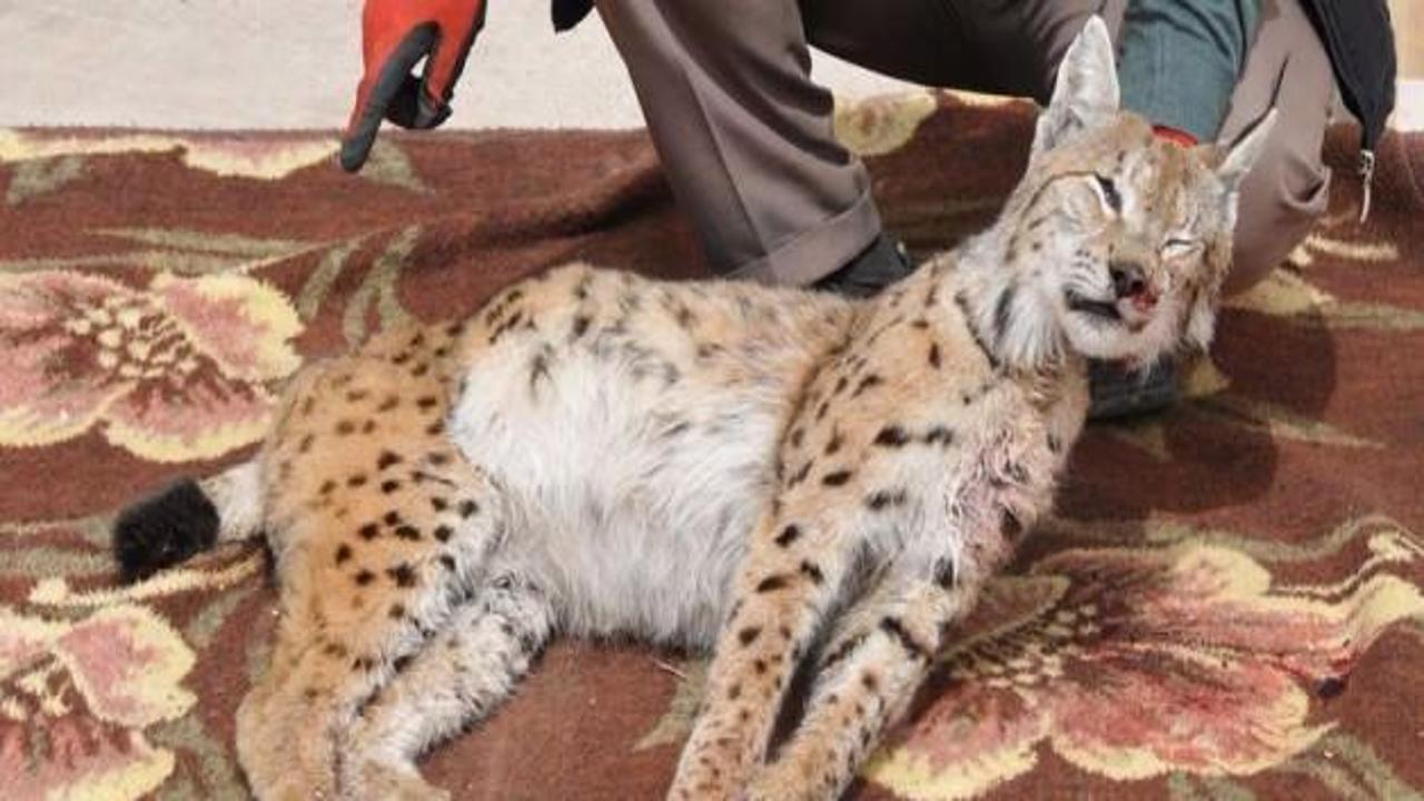 Kamyonun çarptığı vaşak telef oldu - Haber 7 Hayvanlar alemi