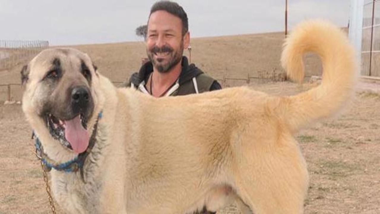 Kangal köpeğine pes dedirten ücret - Haber 7 Hayvanlar alemi