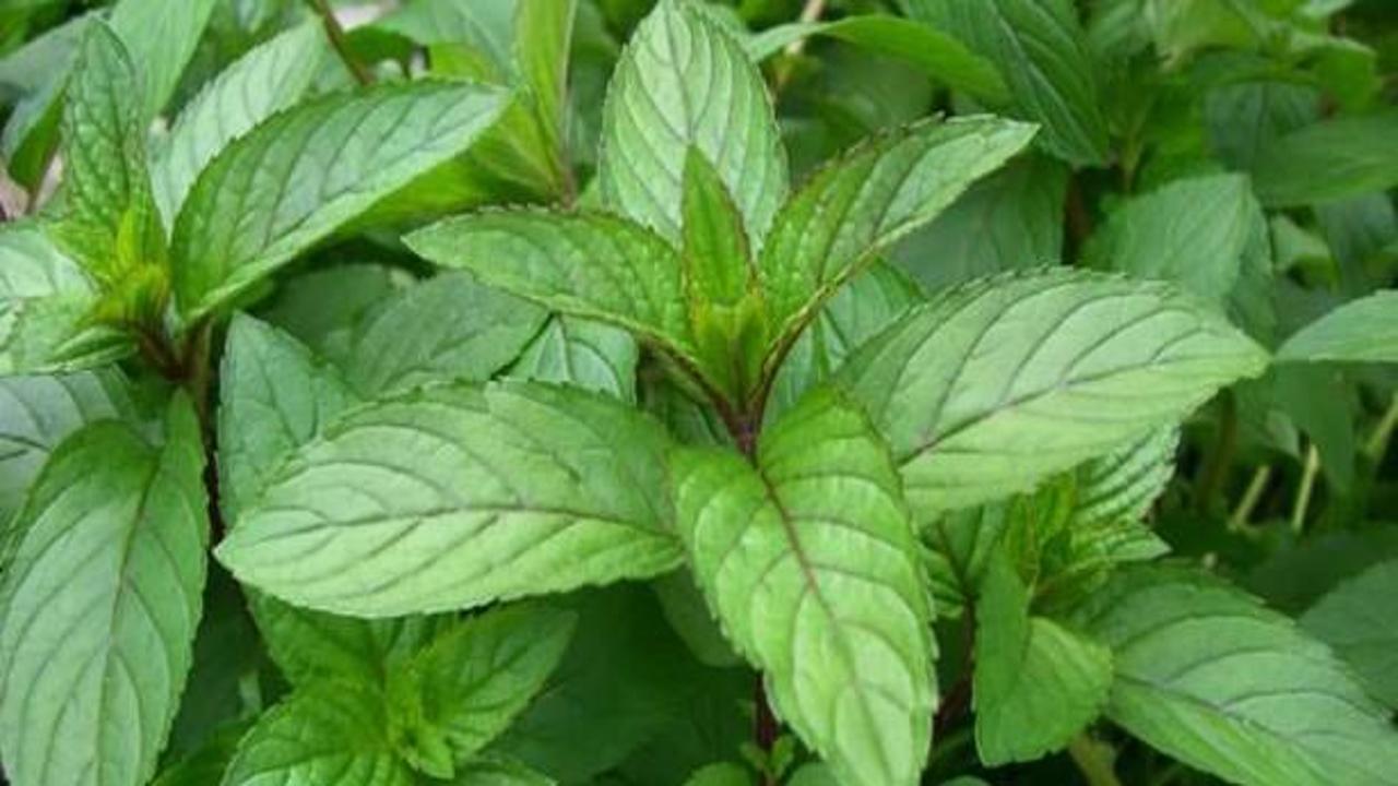 Şifası tescilli bitki nane - YEMEK Haberleri
