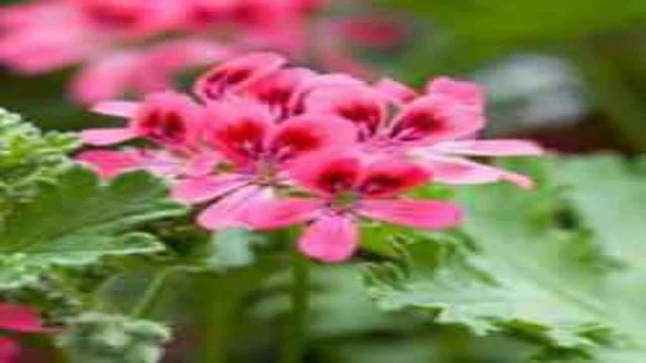 Itır bitkisinin faydaları nelerdir? Itır çiçeği nasıl kullanılır, neye ...