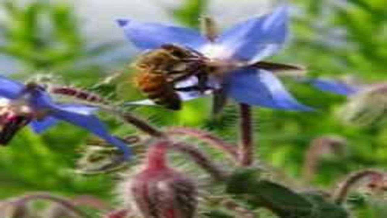 Hodan otu nasıl kullanılır? Hodan otu faydaları nelerdir? | Sağlık ...