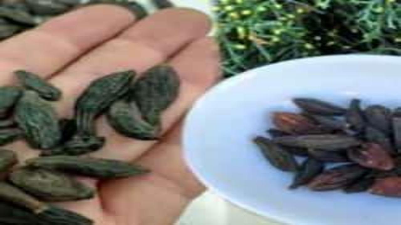 Karahalile ne işe yarar? Karahalile faydaları nelerdir, nasıl ...
