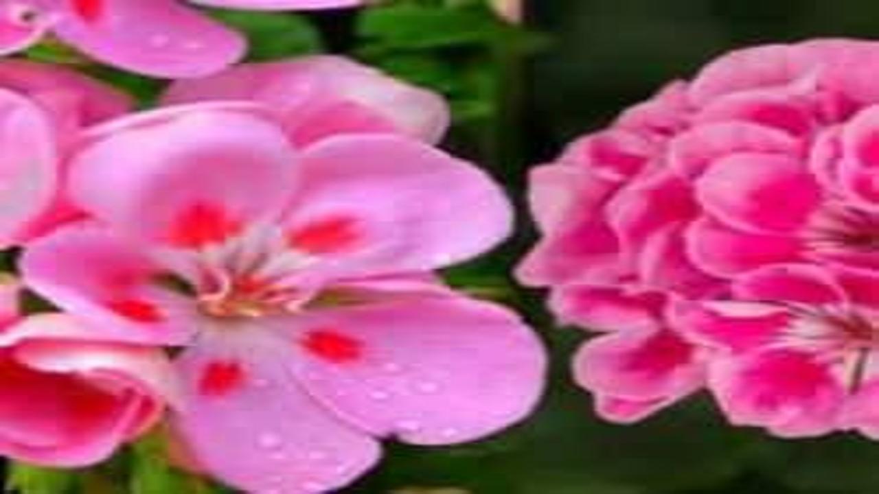 Itır bitkisinin faydaları nelerdir? Itır çiçeği nasıl kullanılır ...