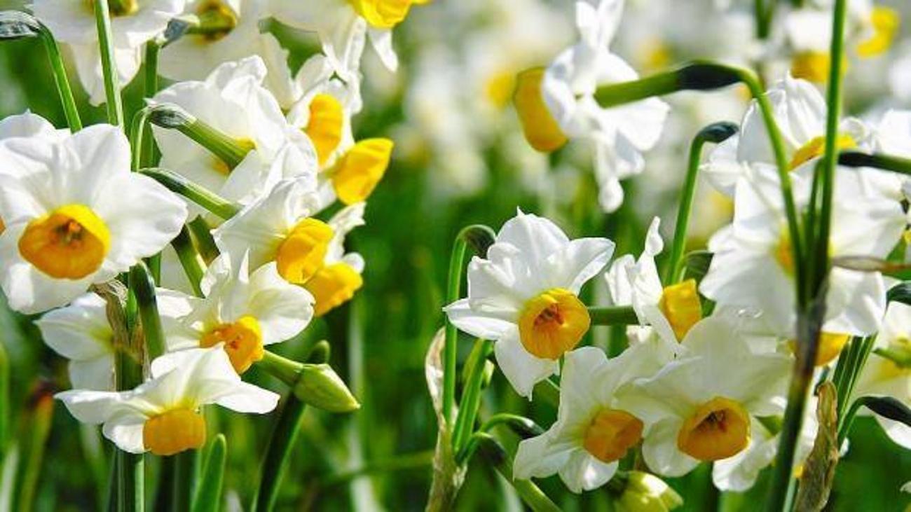 Nergis bitkisi nasıl çoğaltılır? Yöntemleri nelerdir? - Pratik Bilgiler ...