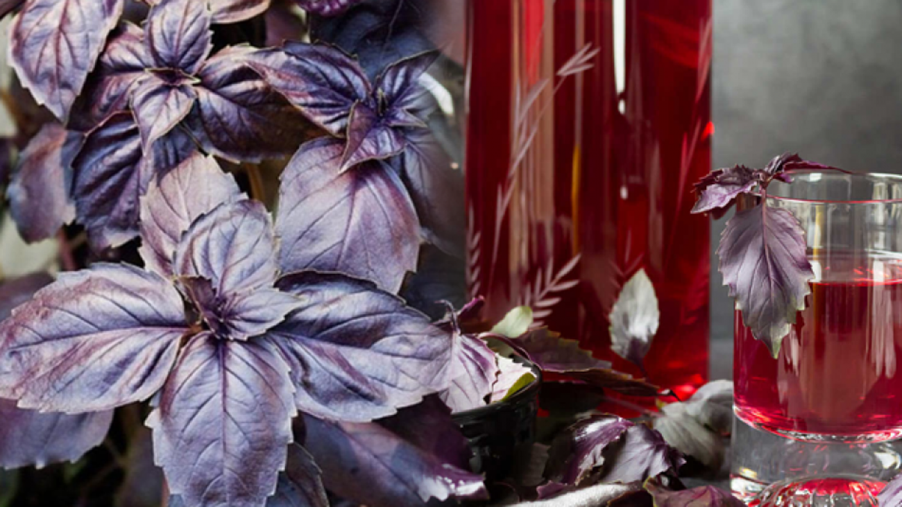 Reyhan bitkisinin faydaları nelerdir? Düzenli reyhan suyu tüketirseniz ...