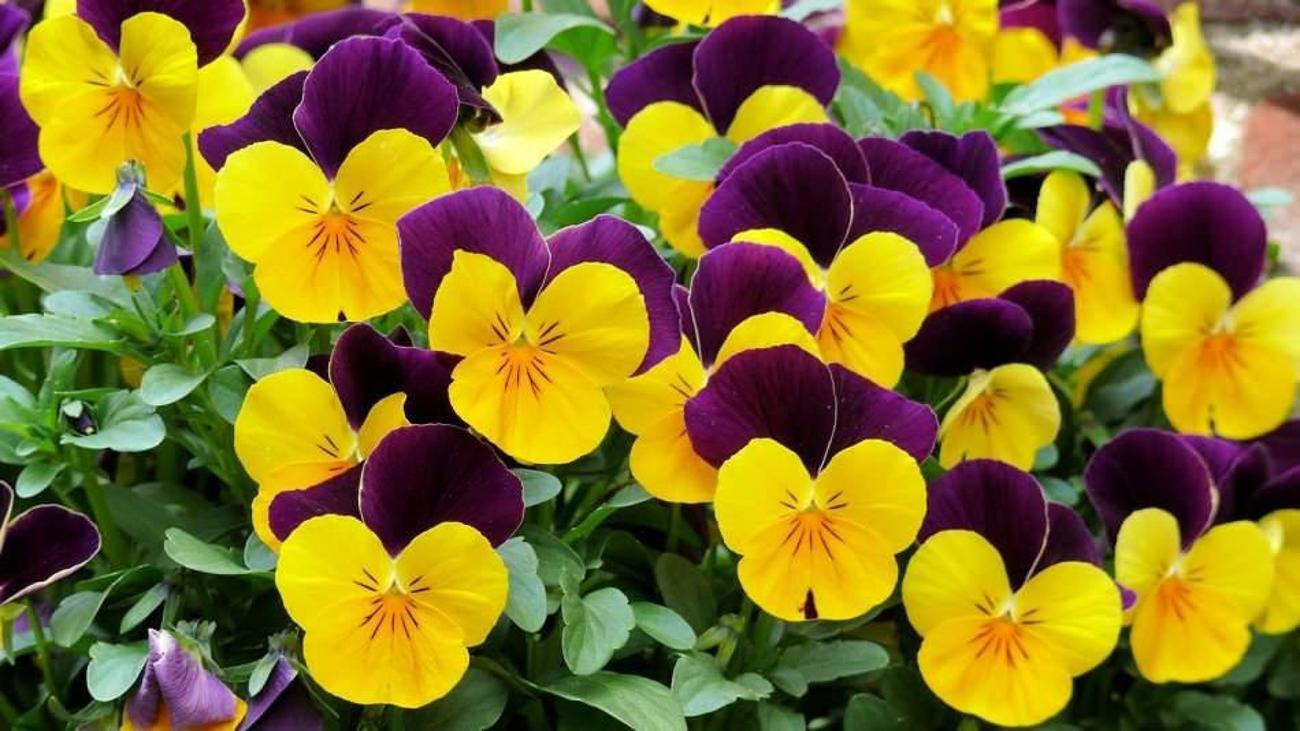 Menekşe çiçeğinin bakımı nasıl yapılır? Menekşe çiçeği nasıl çoğaltılır ...