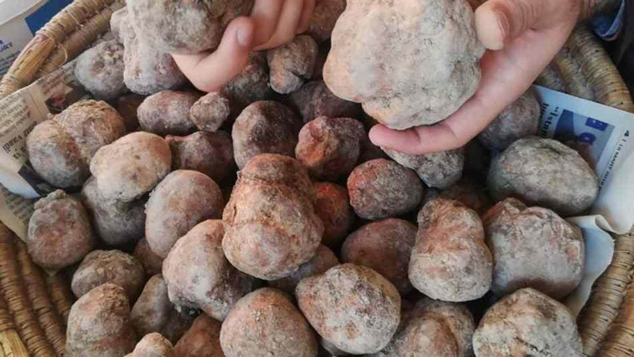 En pahalı mantar olan: Dolaman mantarının faydaları nelerdir? Dolaman ...