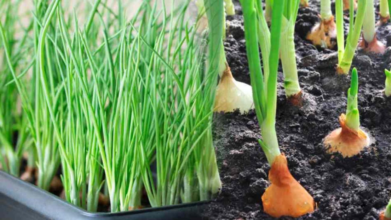 Saksıda yeşil soğan nasıl yetiştirilir? Taze soğan yetiştirmenin püf ...