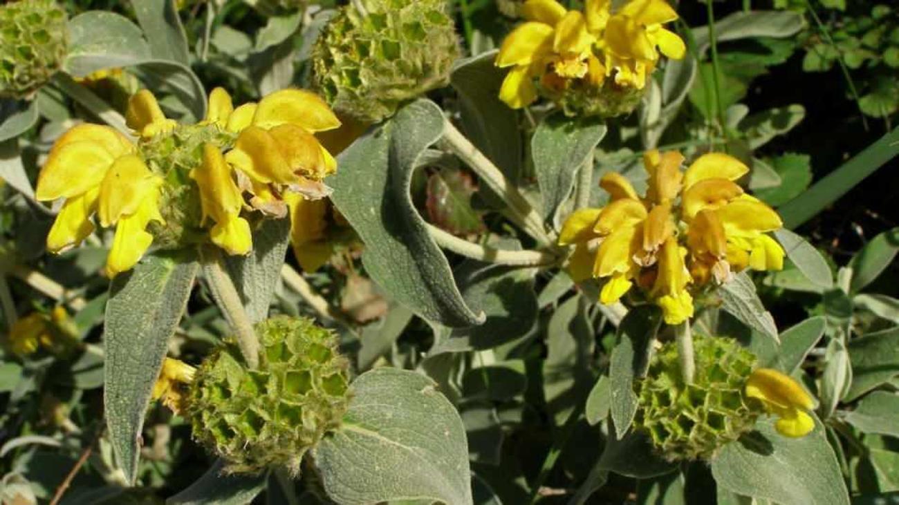 Çalba otu nedir ve faydaları nelerdir? Çalba otunun tüketme yolları ...