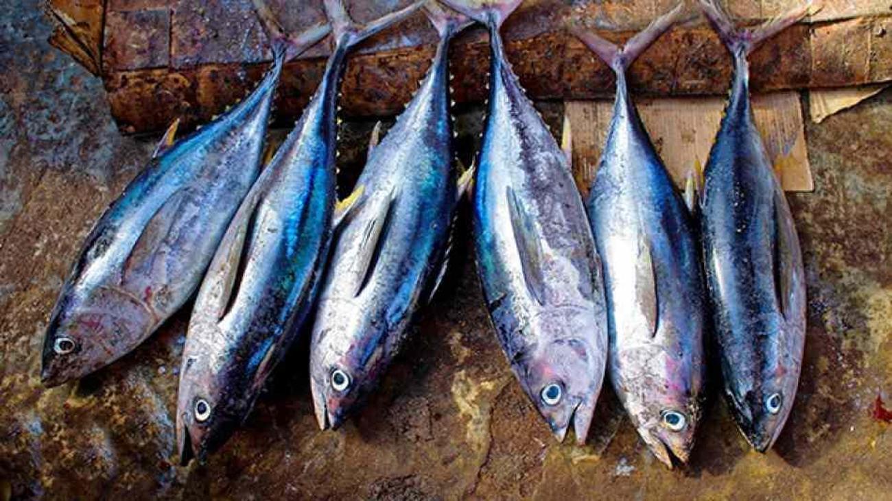 Orkinos balığı nasıl temizlenir? Orkinos balığı temizlemenin püf ...