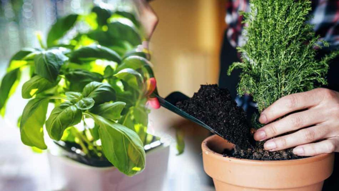 Evde bitki nasıl yetiştirilir? Evde kendi olanaklarıyla bitki ...