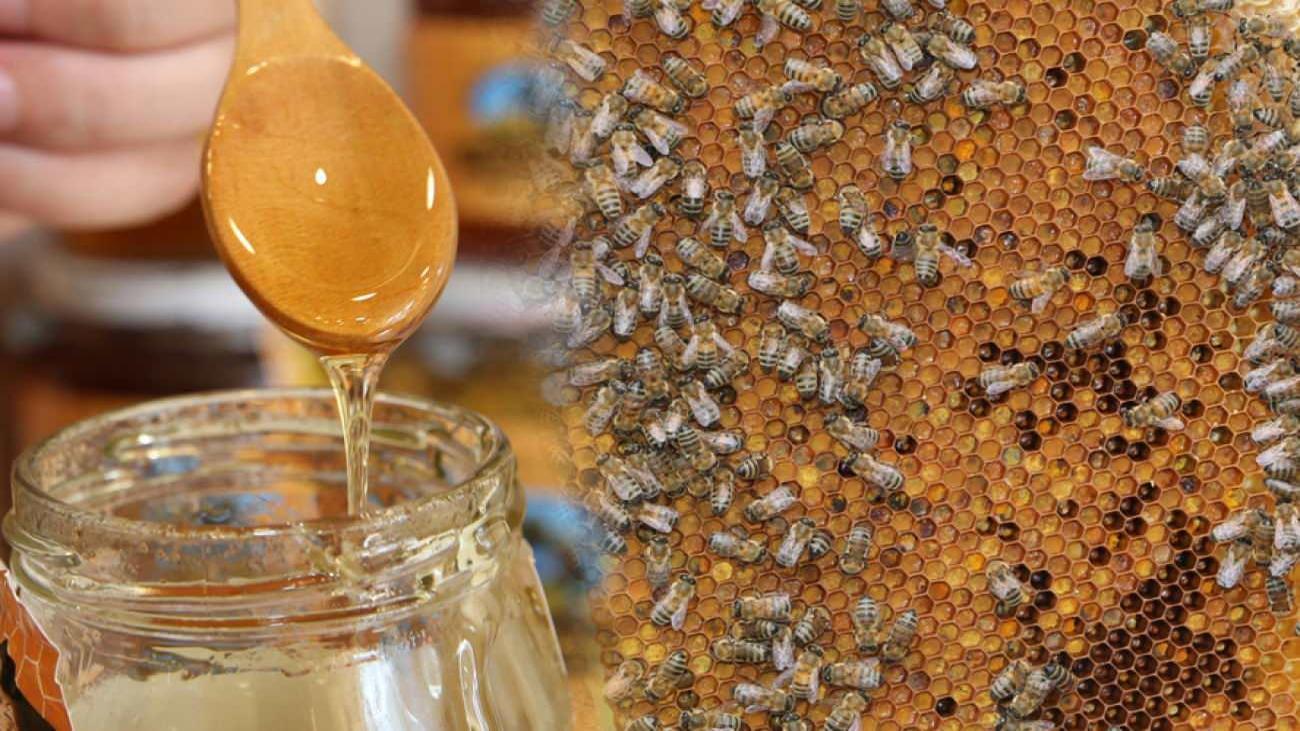 Anzer balı nedir ve anzer balı nerelerde kullanılır? Anzer balı nasıl ...