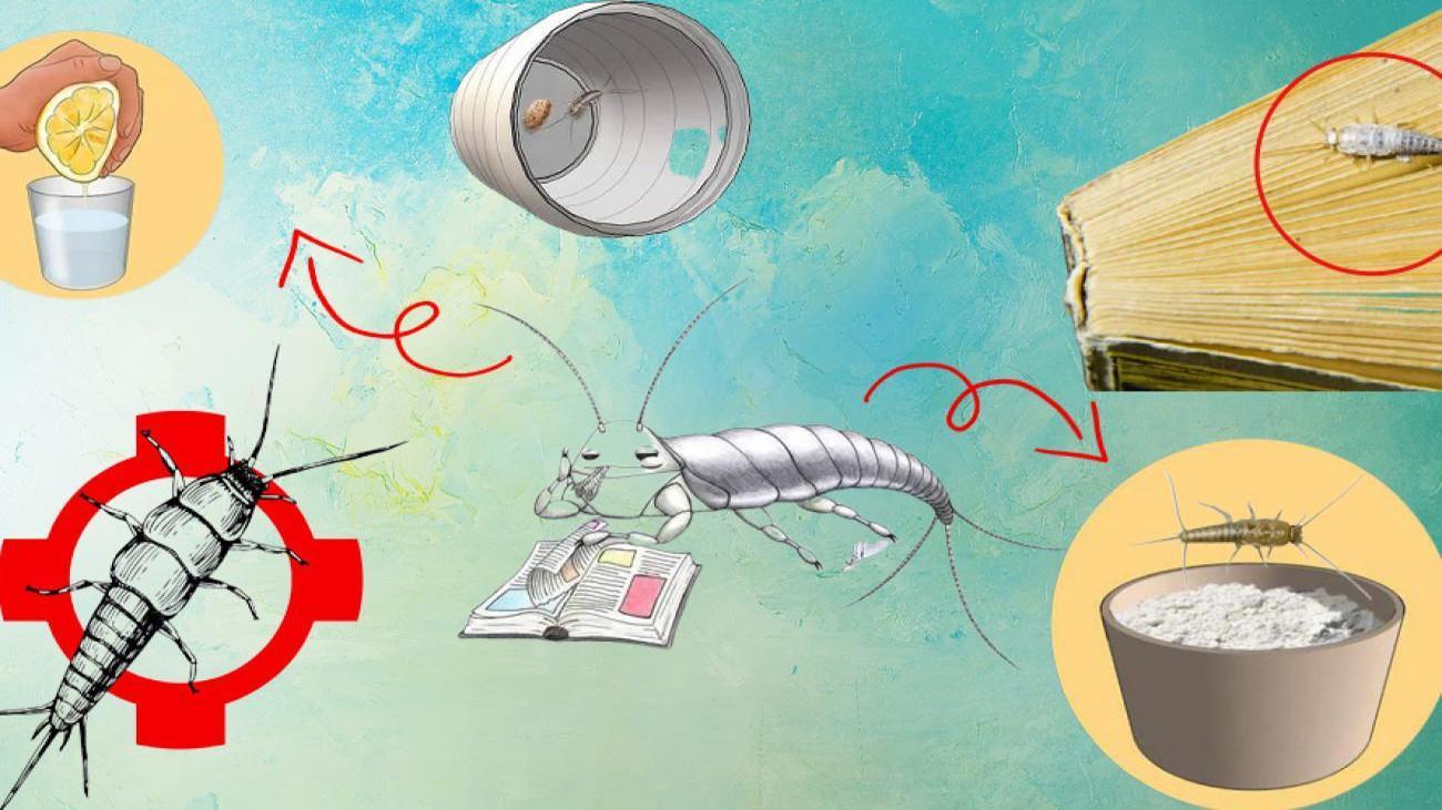 Nem böceği nedir ve nasıl yok edilir? Gümüş böceği yok etme yöntemleri ...