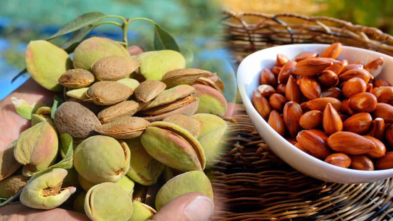 Badem nasıl toplanır? Badem hangi mevsimde yenir? Badem içi nasıl ...